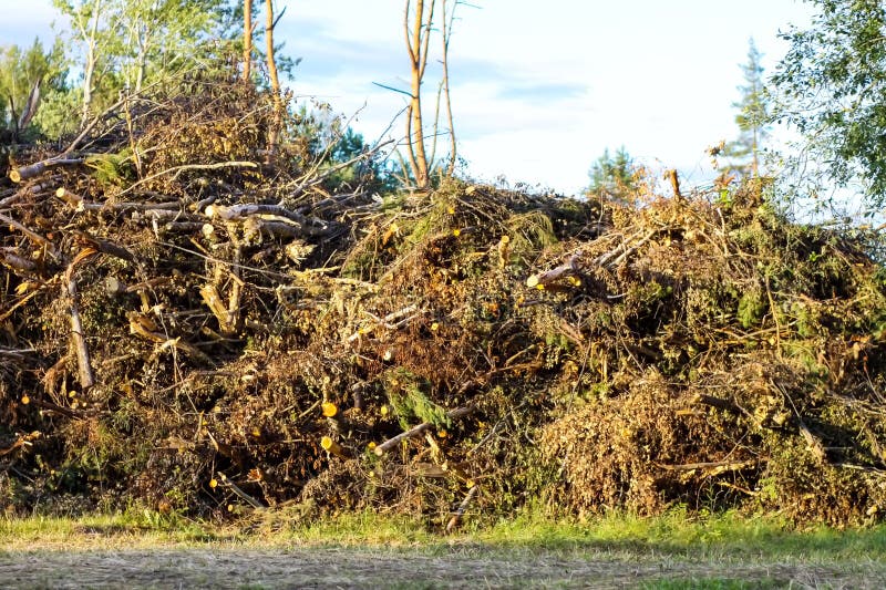 A Large Pile of Tree Branches at a Logging Camp Stock Photo - Image of ...