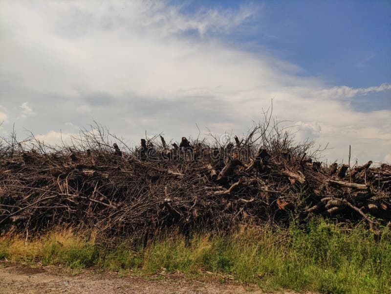 A Large Pile of Tree Branches in a Rural Area Under a Partly Cloudy Sky ...