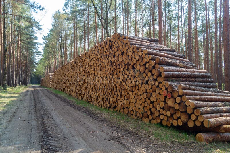 Large Pile of Tree Logs Stacked in a Forest Stock Image - Image of ...