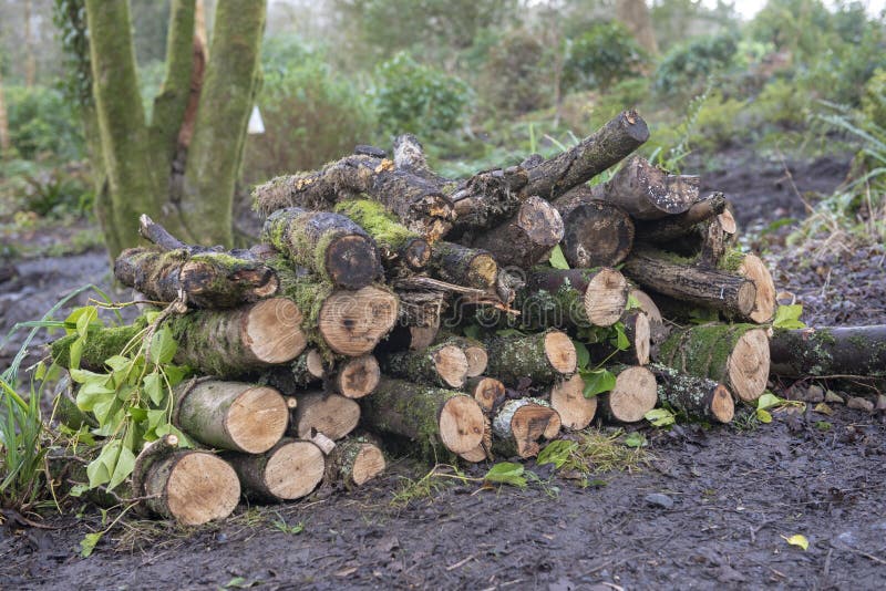 Large Pile of Trees Cut Down in Woodland Area Stock Photo - Image of ...