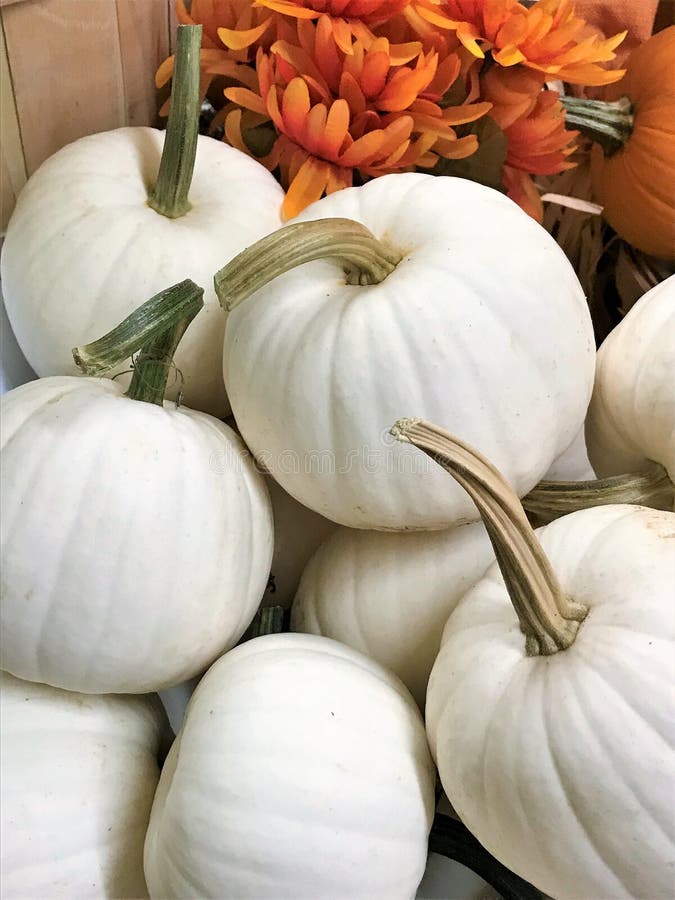 A Large Pile of White Pumpkins Stock Photo - Image of picked, farm ...
