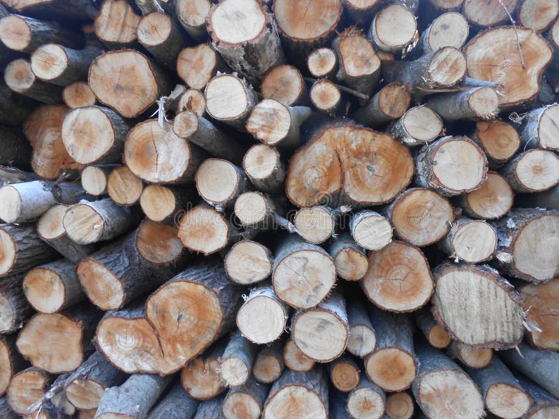 A Large Pile of Willow Firewood Forms a Wall Stock Image - Image of ...