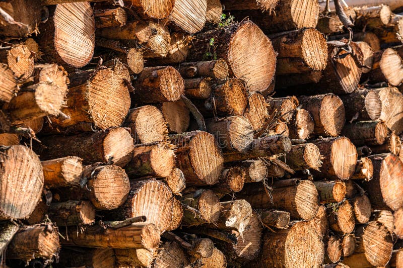 Large pile of wood logs.. stock photo. Image of stacked - 329935188
