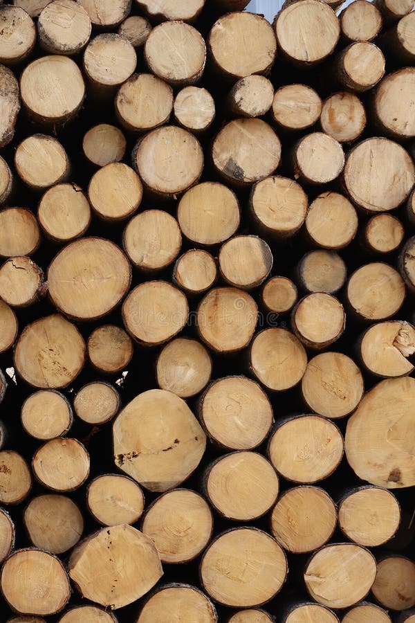 A Large Pile of Wood Logs, with Each Log Being Cut into a Perfect ...