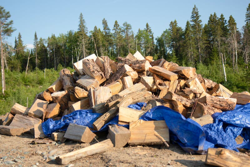 A Large Pile of Wood in Summer Stock Photo - Image of pine, forest ...