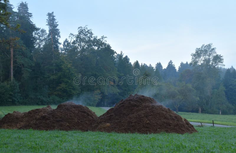 Large piles of manure stock image. Image of agricultural - 293862787