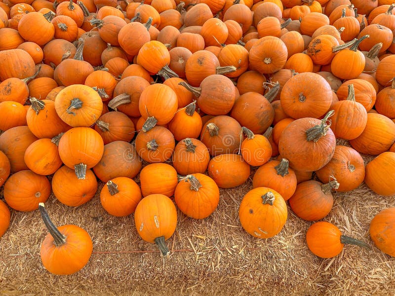 Large Piles Scattering of Small Pumpkins and Gourds Stock Photo - Image ...