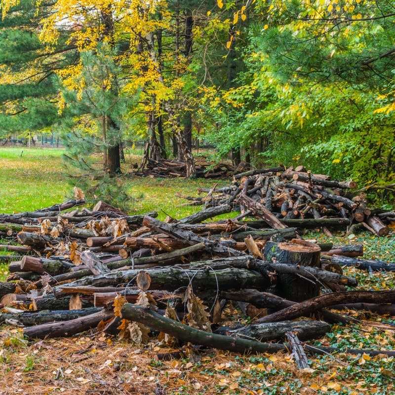 Large Pine Branches Cut in the Park Stock Photo - Image of tree, twigs ...