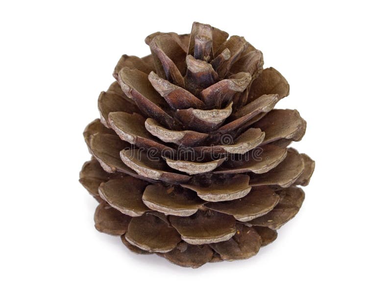 Pine cone stock photo. Image of plant, tree, isolated - 31917866