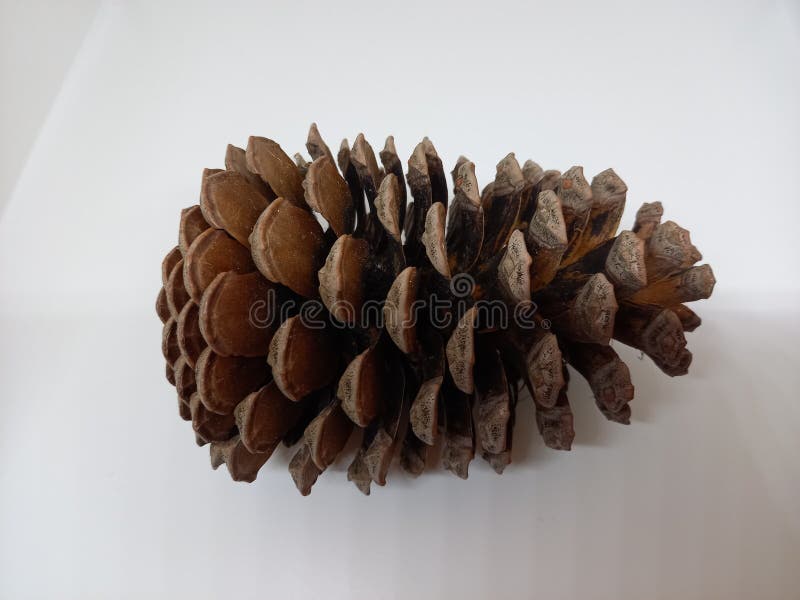 A Large Pine Cone Open Laying on Its Side White Background Stock Image ...