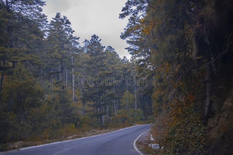 Large Pine Forest with Path Stock Photo - Image of pine, mountain ...