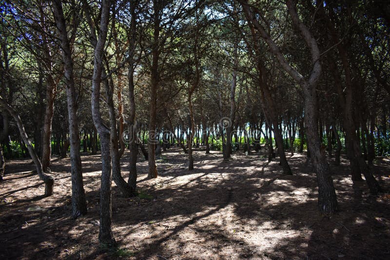 Large Pine Forest with Thin Trees on a Bright Day Stock Image - Image ...