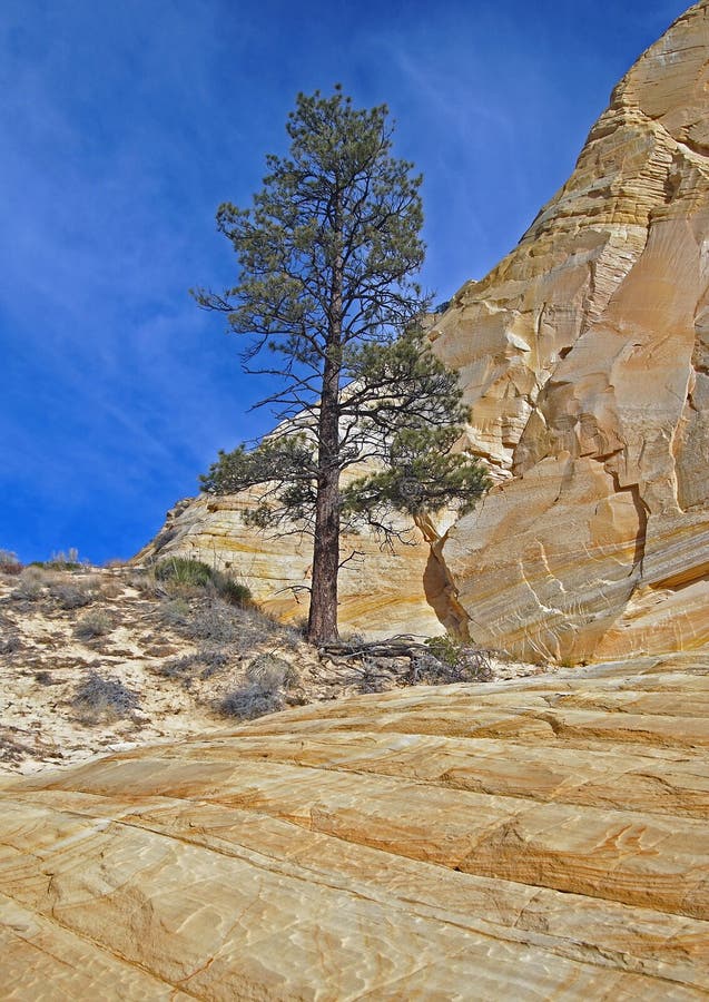 Large Pine stock photo. Image of nature, shrub, plant - 37649302