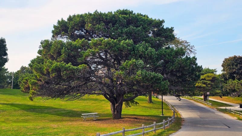 Large Pine Tree Alongside Path in a Park Setting. a Sprawling Pine Tree ...