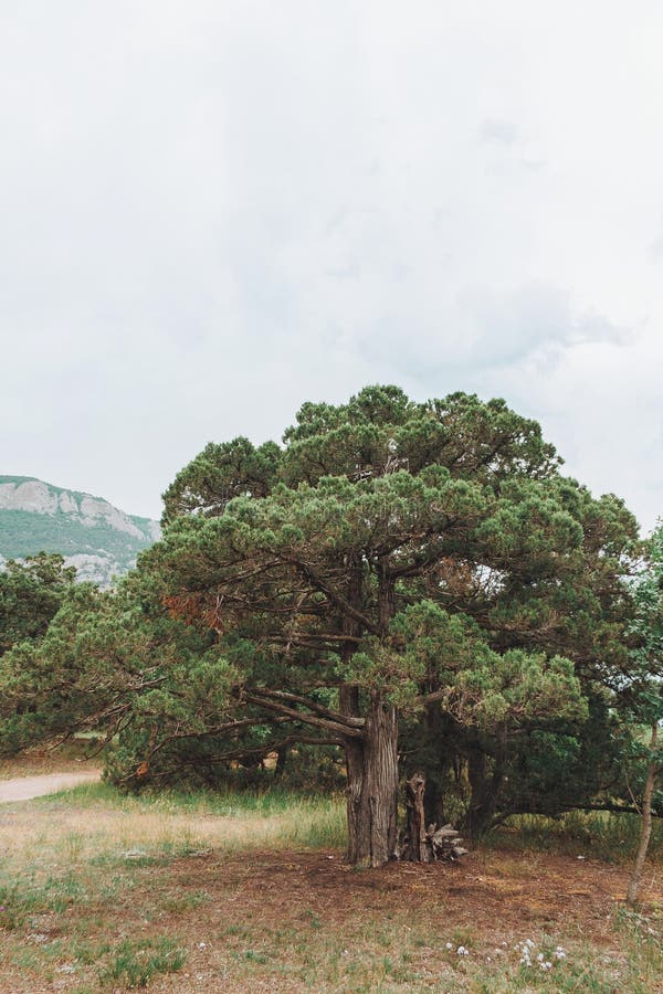 A large pine tree. stock photo. Image of journey, mountains - 58947824