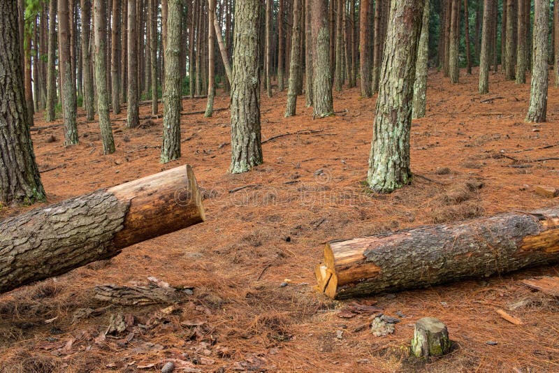Large pine tree cut down stock image. Image of background - 115453041