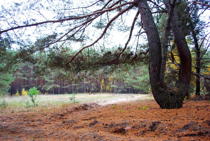 Large Pine Tree in the Edge of Forest on the Hill Stock Photo - Image ...