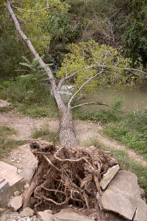 A Large Pine Tree Fallen on the Ground. Stock Photo - Image of fallen ...