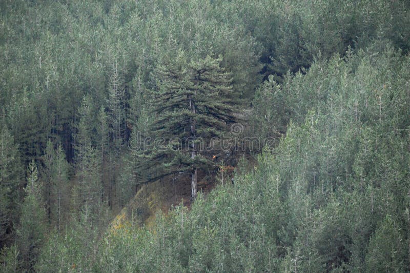Large Pine Tree among the Fir Trees Stock Image - Image of woodland ...