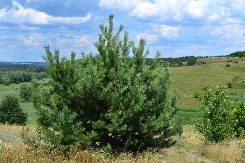 A Large Pine Tree Grows in the Middle of the Field Stock Image - Image ...