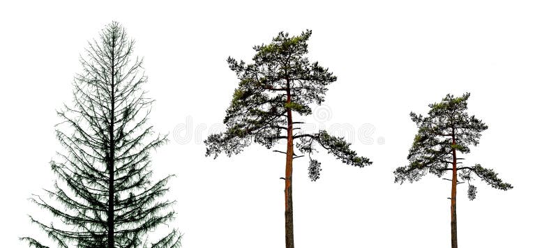 A Large Pine Tree is Isolated on a White Background Stock Photo - Image ...