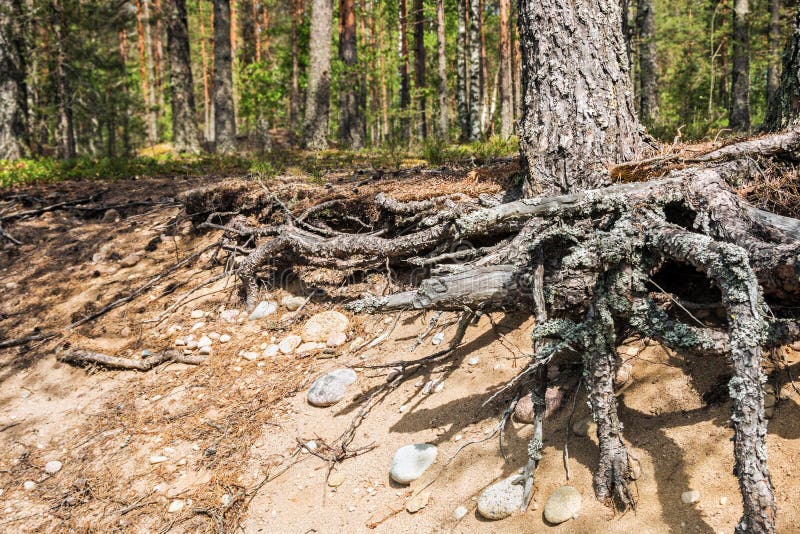 Large Pine Tree Roots Sticking Out of the Ground Stock Image - Image of ...
