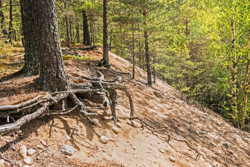 Large Pine Tree Roots Sticking Out of the Ground Stock Image - Image of ...
