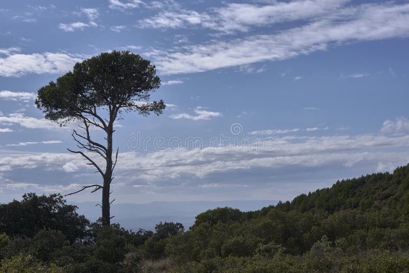 A Large Pine Tree Surrounded by Low Vegetation Stock Photo - Image of ...