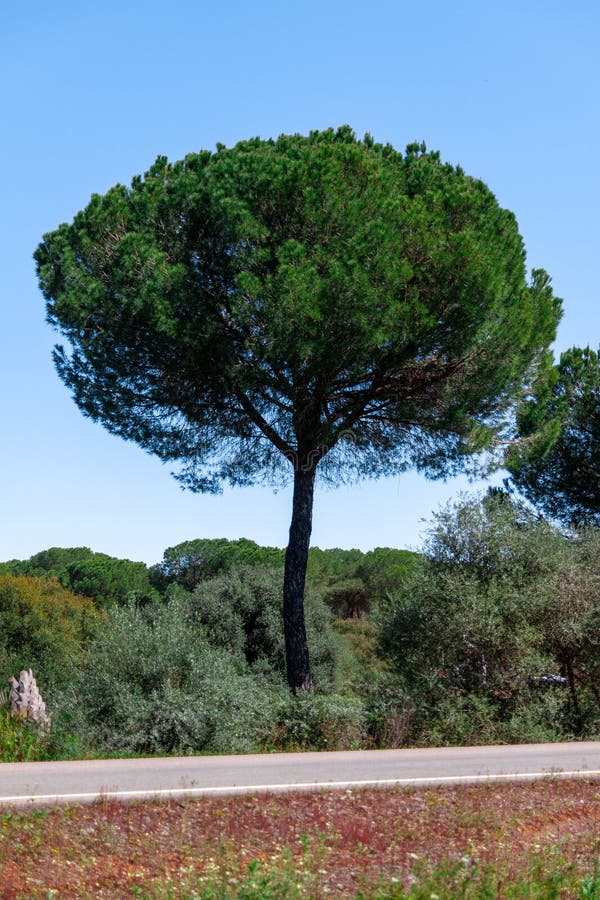 Large Pine Tree Towering Above the Rest of the Vegetation Stock Image ...