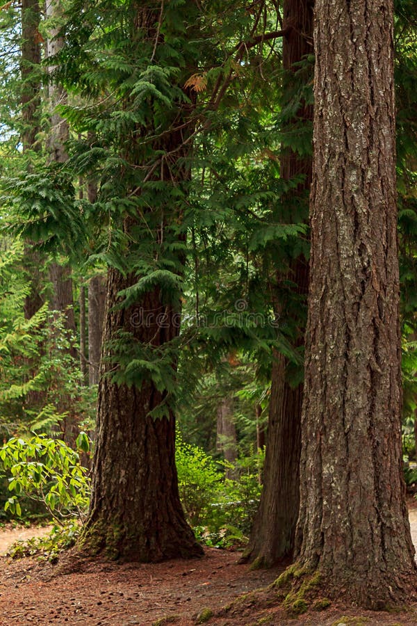 Large Pine Trees Along the Edge of a Dirt Path Stock Photo - Image of ...