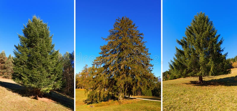 Large Pine Trees in Autumn stock photo. Image of pine - 61940018