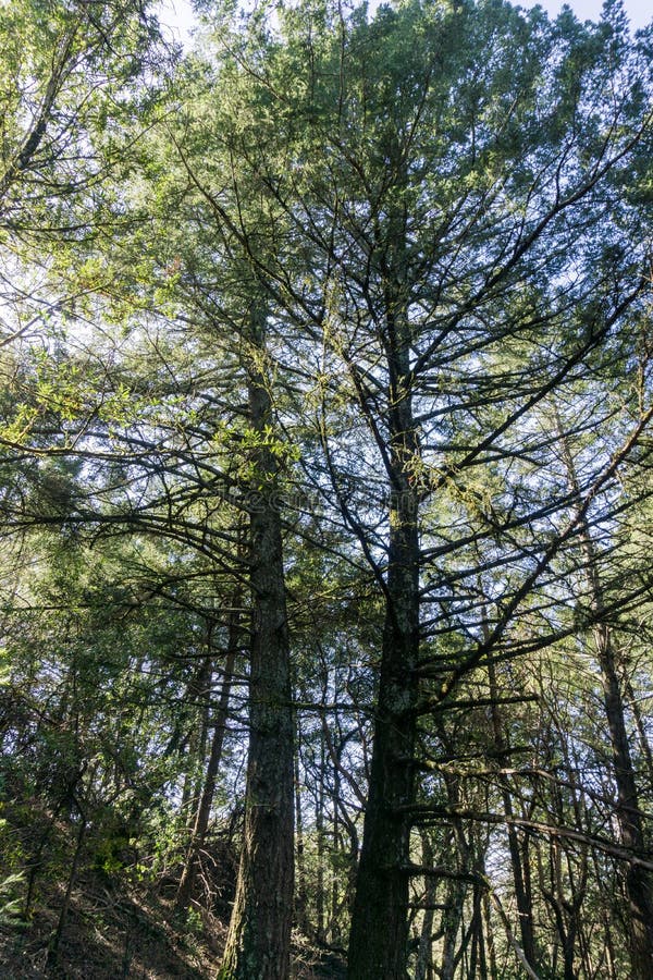 Tall Ponderosa Pine Pinus Ponderosa Tree Growing in Yosemite National ...