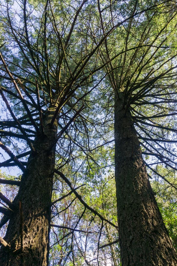 Tall Ponderosa Pine Pinus Ponderosa Tree Growing in Yosemite National ...