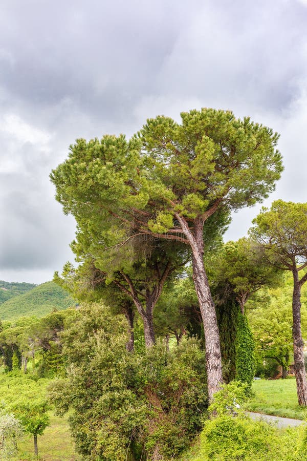 Large Pine Trees in a Grove of Trees Stock Photo - Image of nature ...