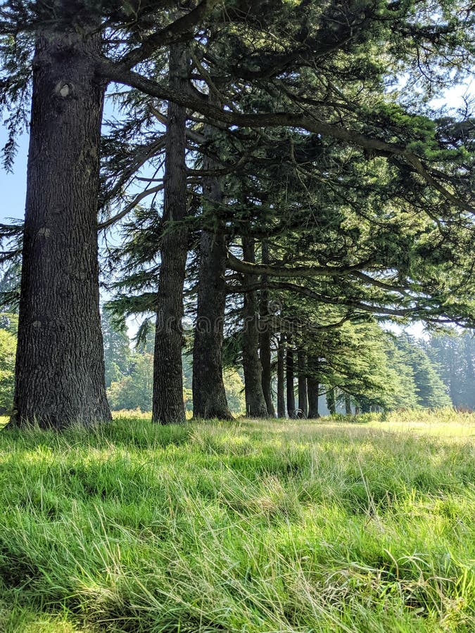 Large Pine Trees in a Long Row Stock Photo - Image of long, pasture ...