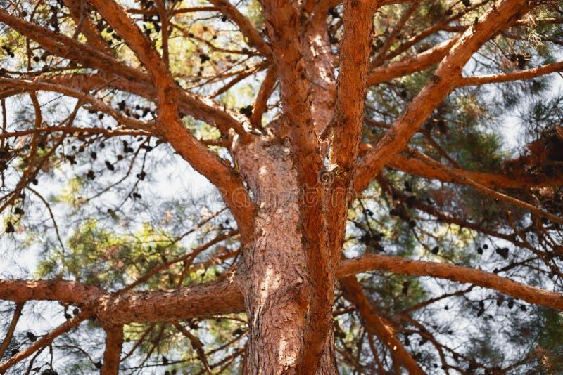 Large Pine Trunk, Bottom View Stock Photo - Image of abstract, treetop ...