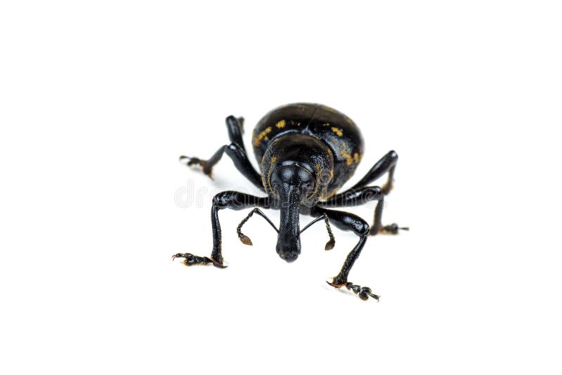 Large Pine Weevil Isolated on White Background Stock Photo - Image of ...