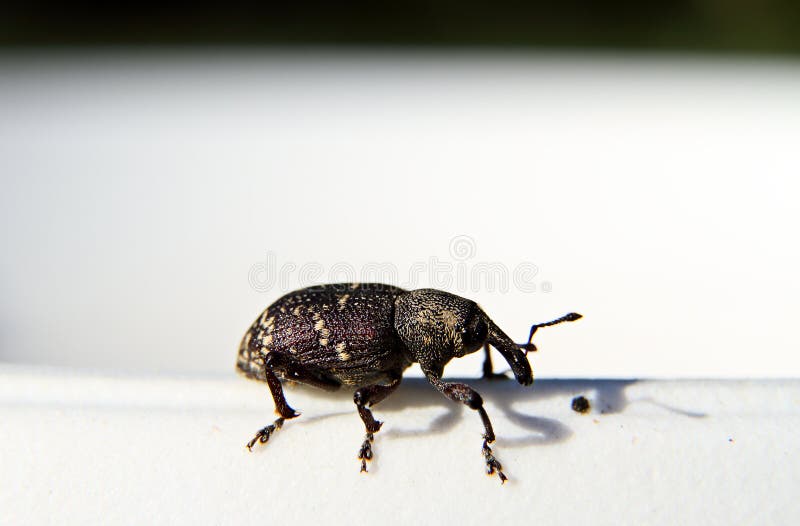 Large Pine Weevil Walking on the Edge of a Plate Stock Image - Image of ...