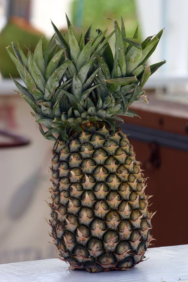 Thorns Pineapple Stock Photos - Download 96 Royalty Free Photos