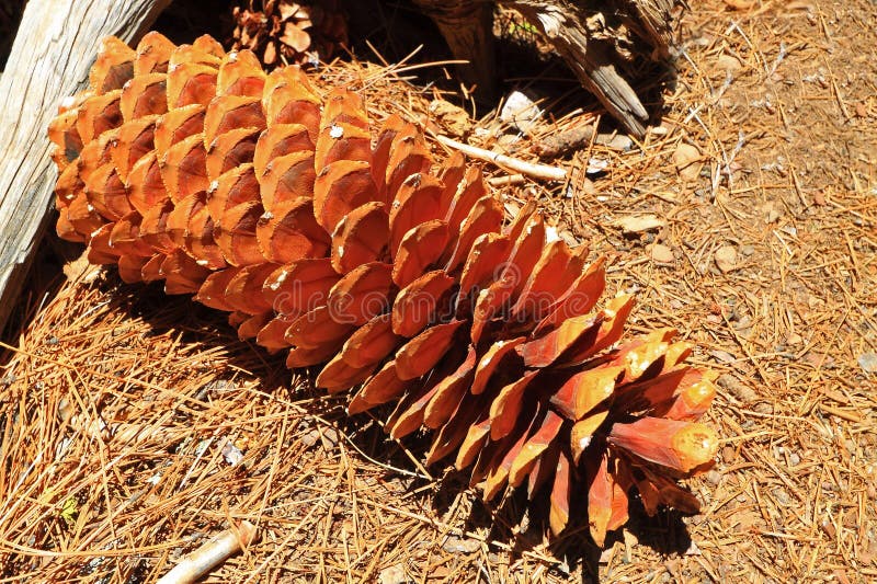 Pine Cone stock photo. Image of season, natural, cone - 41820692
