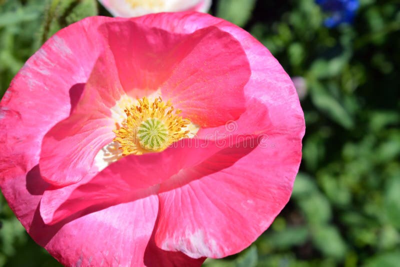 Large Pink Blooming Poppy Flower Stock Photo - Image of alive, petal ...