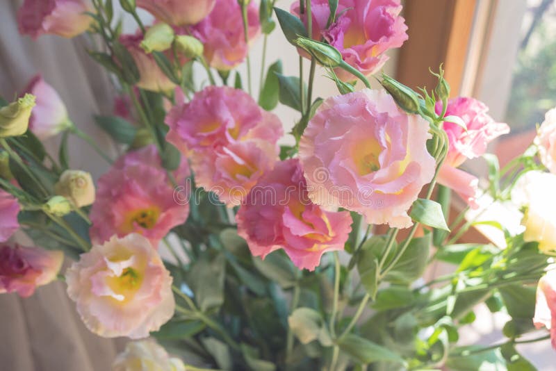 Large Pink Eustoma Flower in a Bouquet. Beautiful Gift for Mom ...