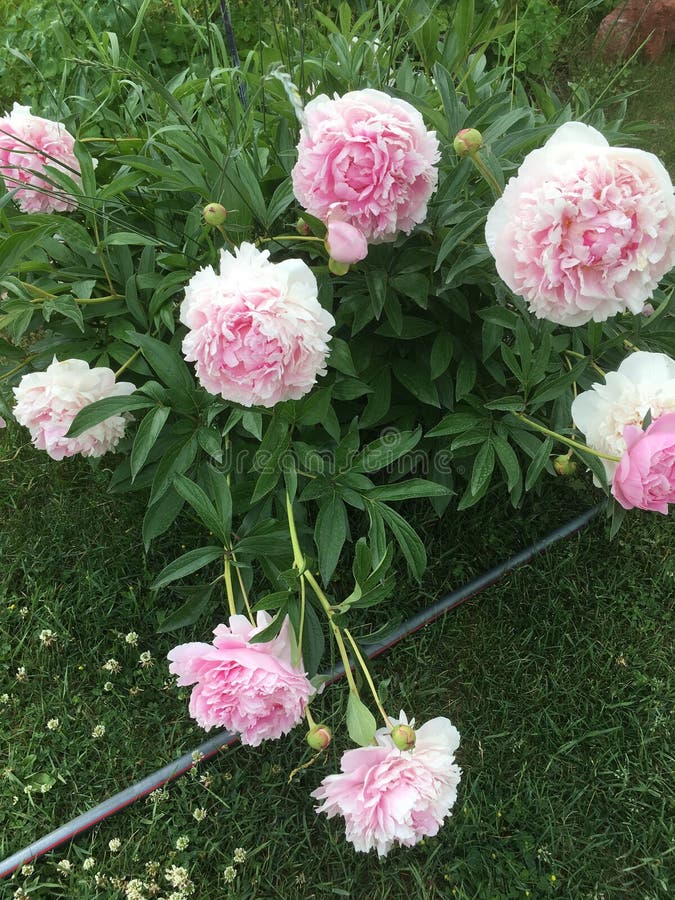 Pale Pink Peony stock photo. Image of pale, peony, pink - 99464726