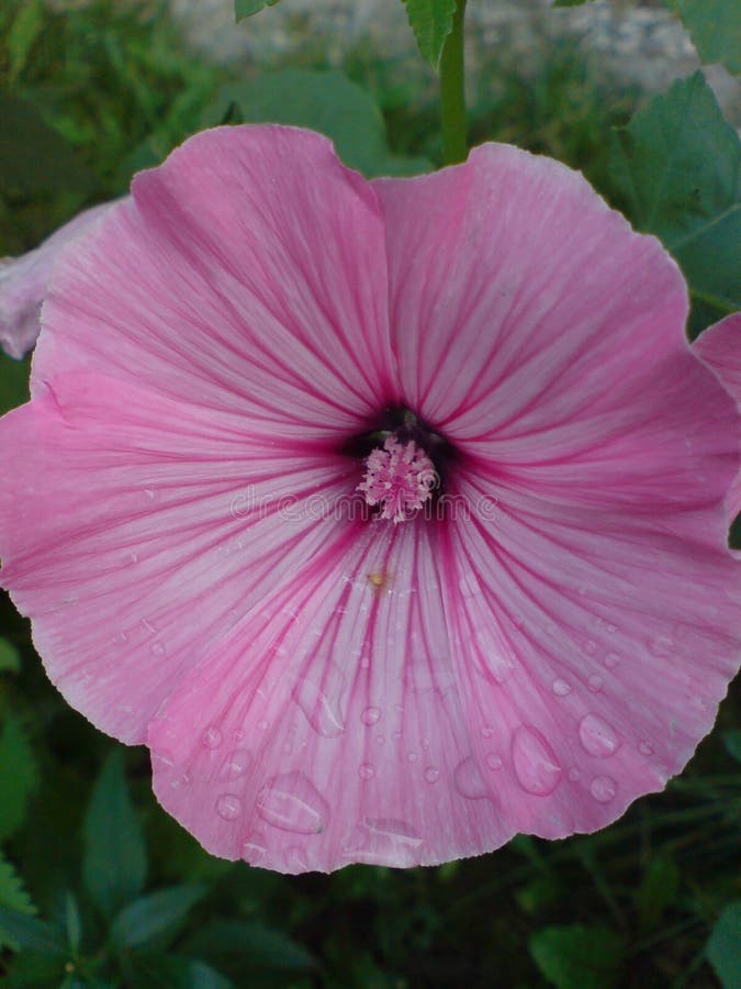 Large pink flower stock photo. Image of plants, pink - 110004792
