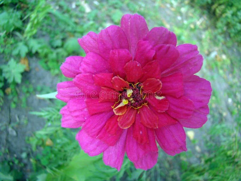 Large pink flower stock image. Image of blooming, background - 60323541