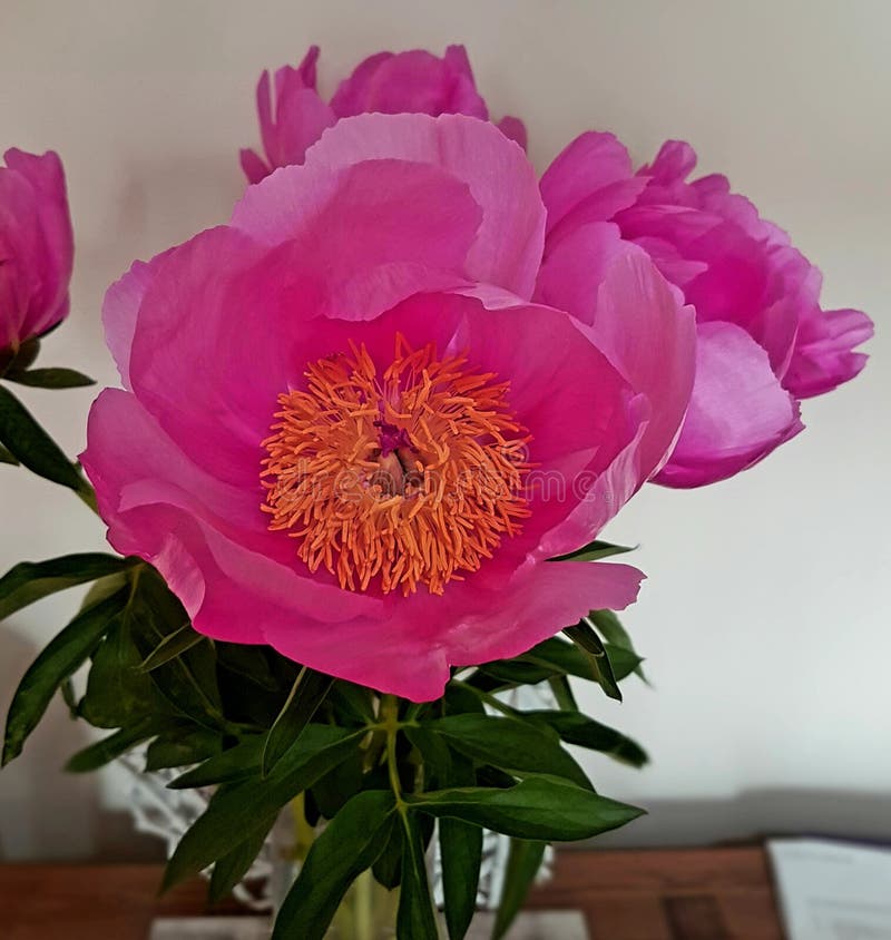 Pink Poppy stock image. Image of pink, closeup, poppy - 122013133