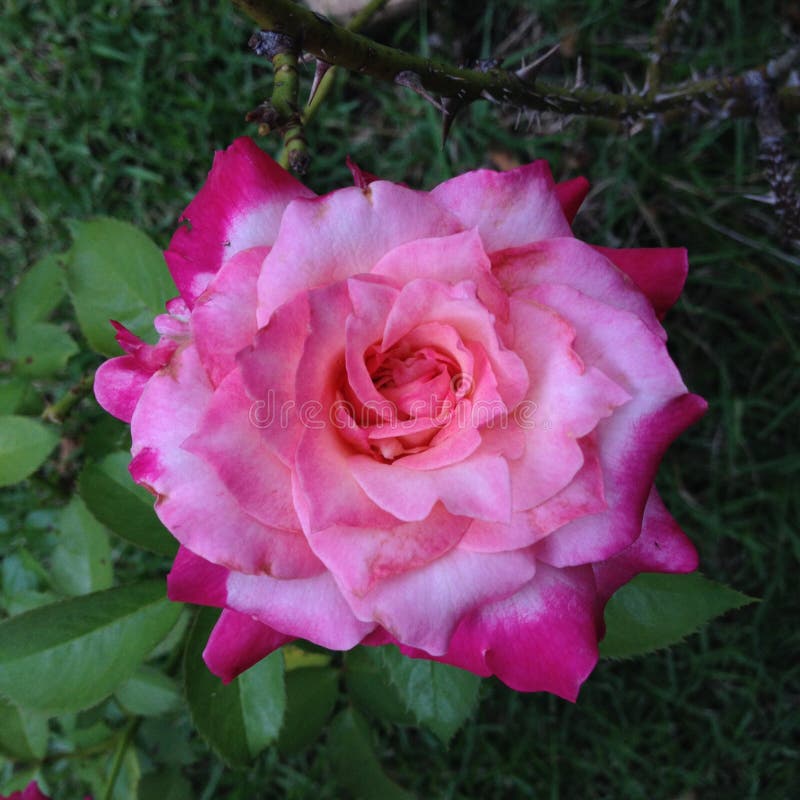 Large pink gradient rose stock photo. Image of petal - 170871386