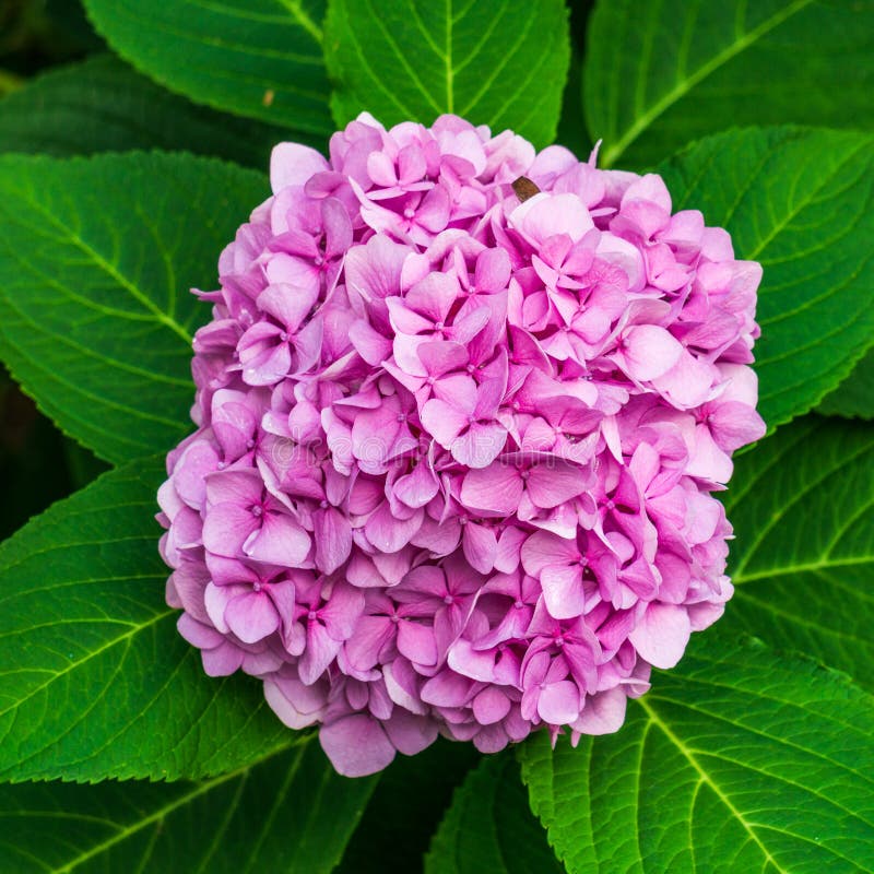 Large Pink Hydrangea Flower that Blooms in the Sun Stock Photo - Image ...