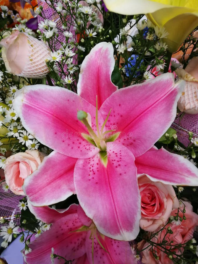 Large Pink Lily Flowers on Many Types of Flowers Stock Image - Image of ...