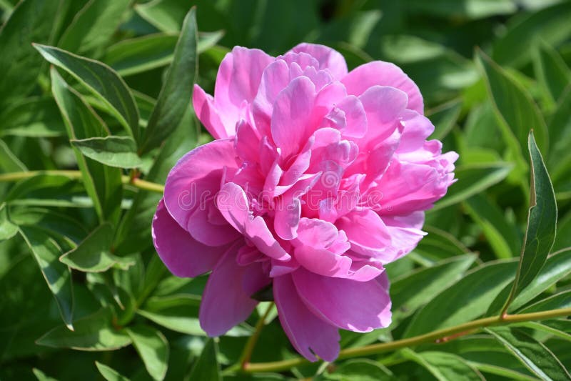 Large Pink Peony Flower in Bloom in Spring Stock Image - Image of ...